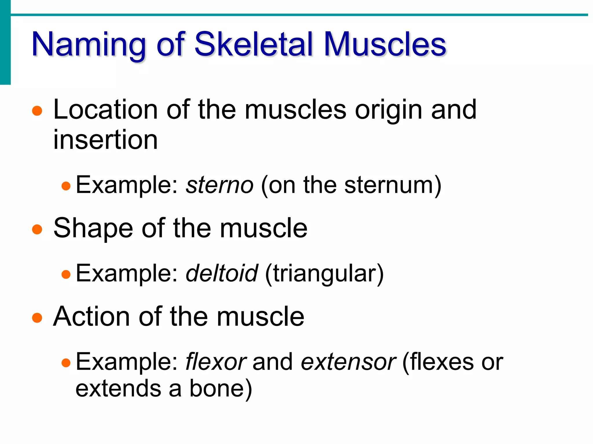 Introduction to Muscle & Its Types | PPTX