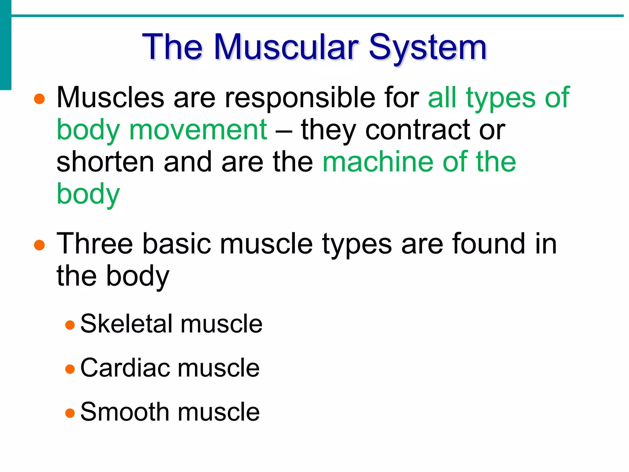 Introduction to Muscle & Its Types | PPTX