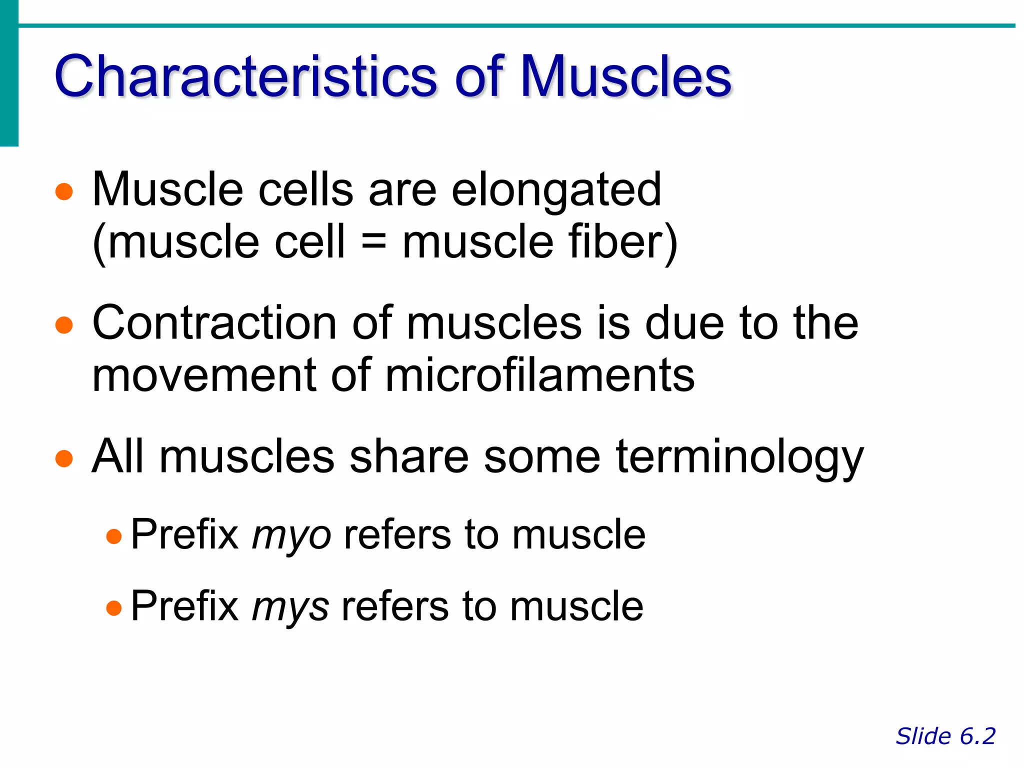 Introduction to Muscle & Its Types | PPTX