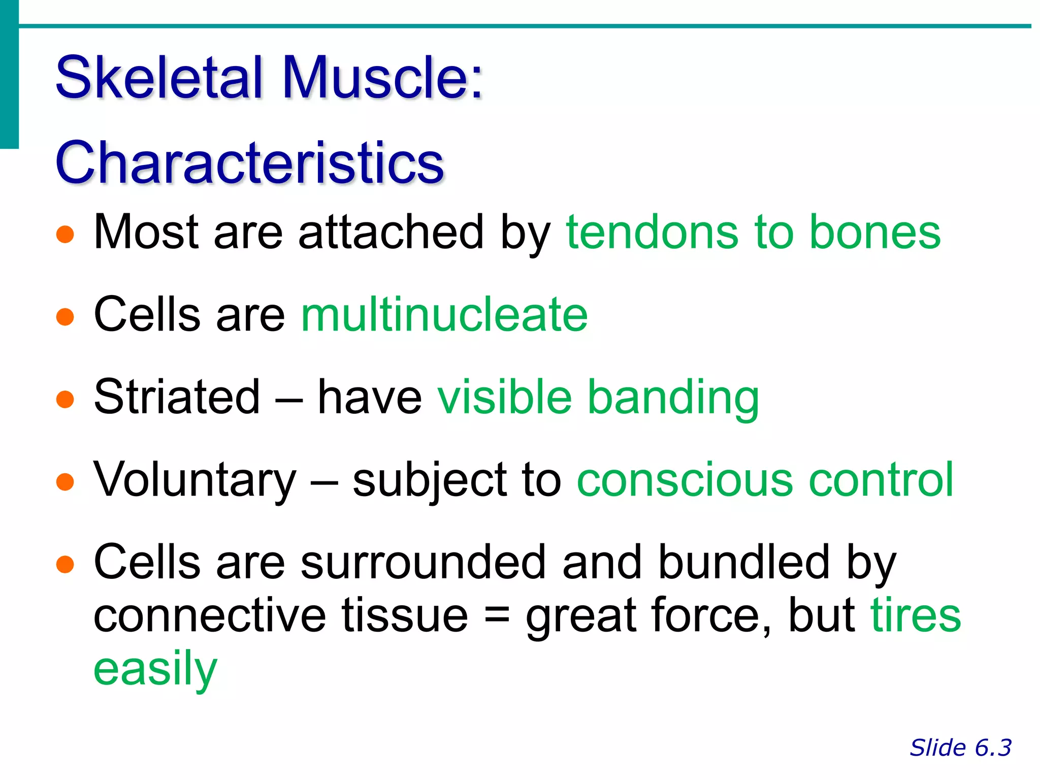 Introduction to Muscle & Its Types | PPTX