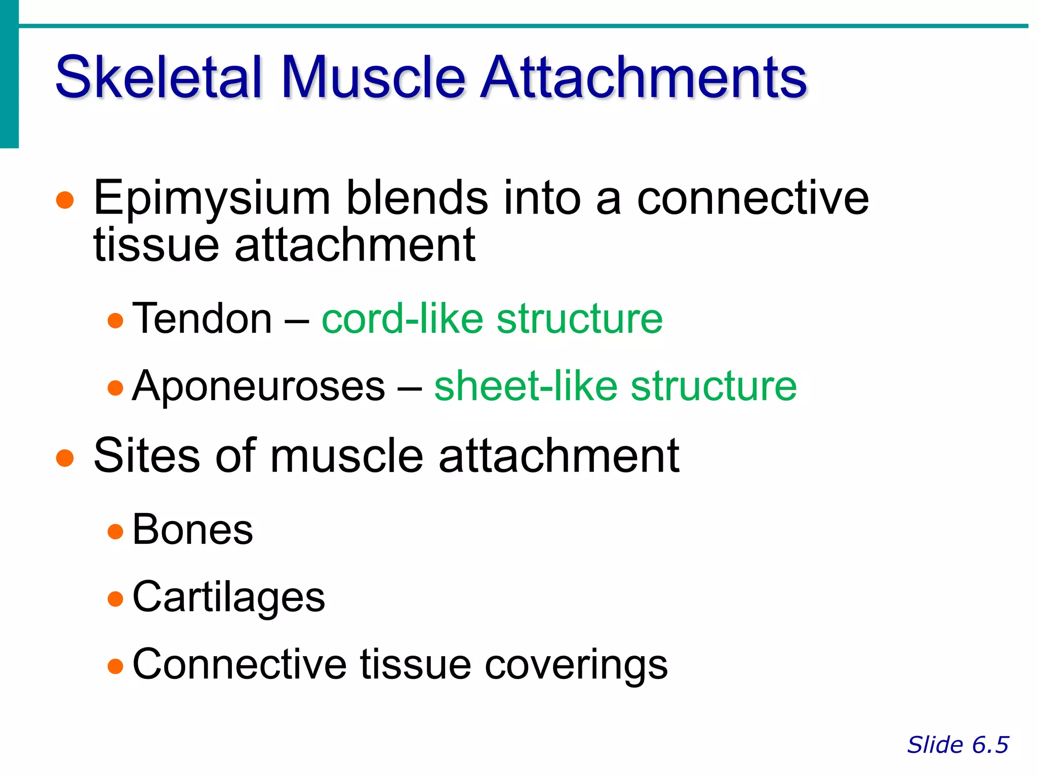 Introduction to Muscle & Its Types | PPTX