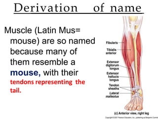 Introduction to Muscle & Its Types | PPTX