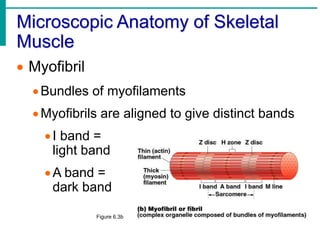 Introduction to Muscle & Its Types | PPTX