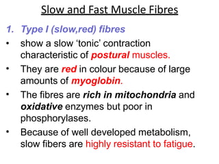 Introduction to Muscle & Its Types | PPTX