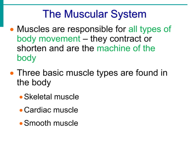 Introduction to Muscle & Its Types | PPT | Free Download