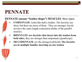 Introduction to Muscle & Its Types | PPTX