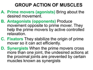 Introduction to Muscle & Its Types | PPTX
