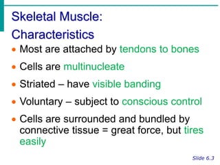 Introduction to Muscle & Its Types | PPTX