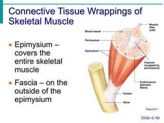 Introduction to Muscle & Its Types | PPTX