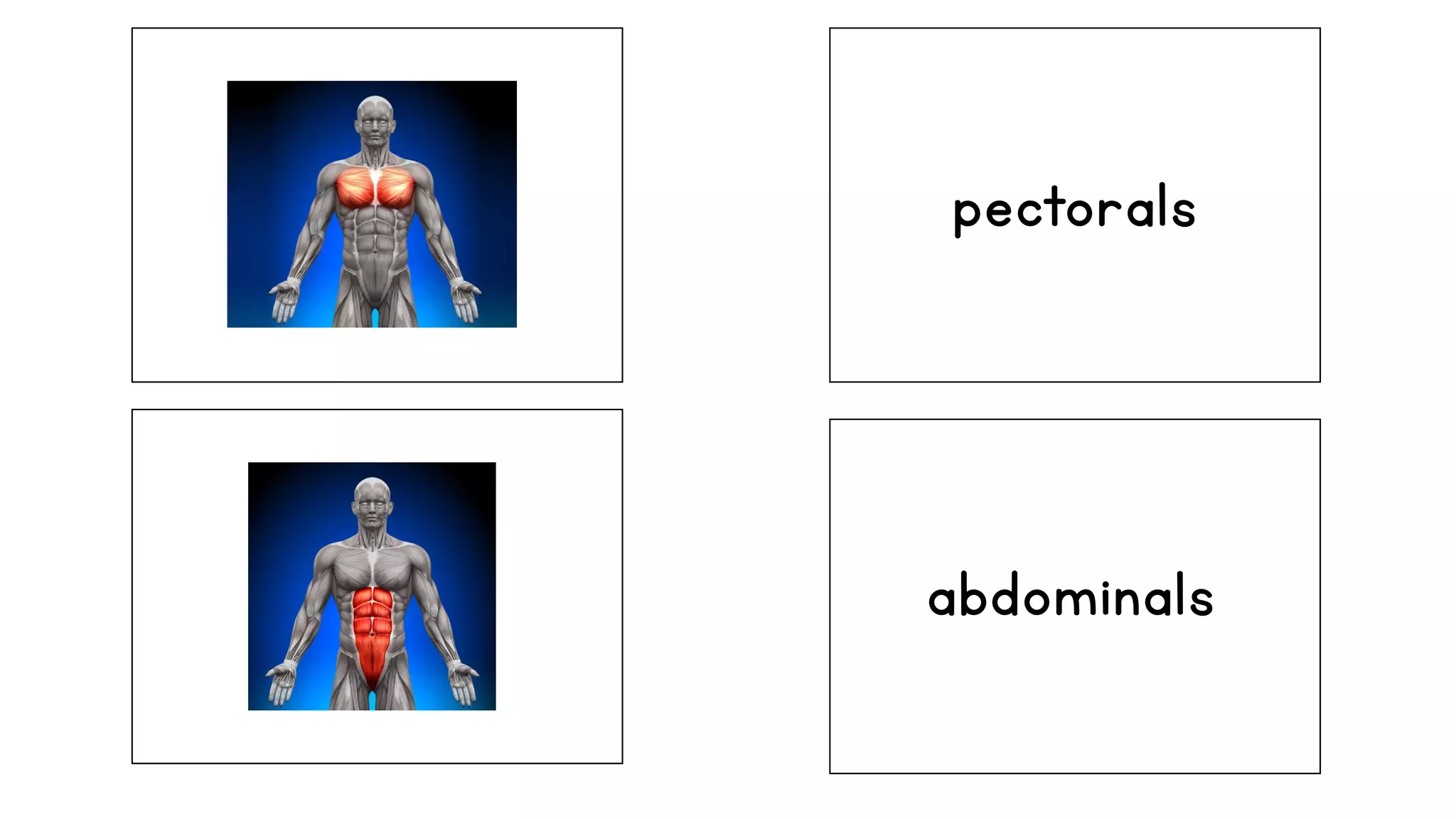 Muscles memory | PDF