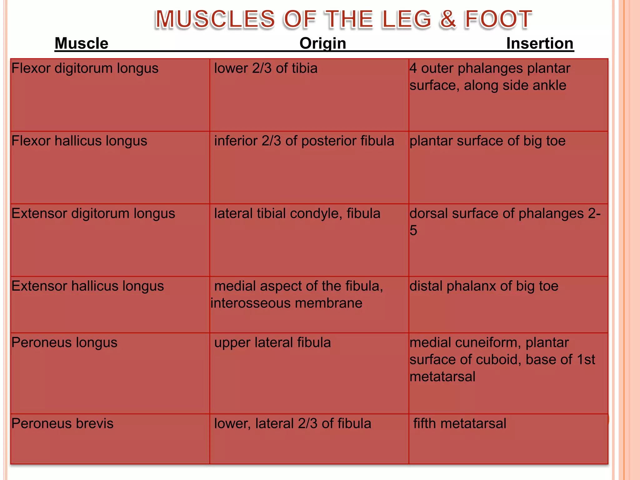 Muscles moving lower extremity.anat