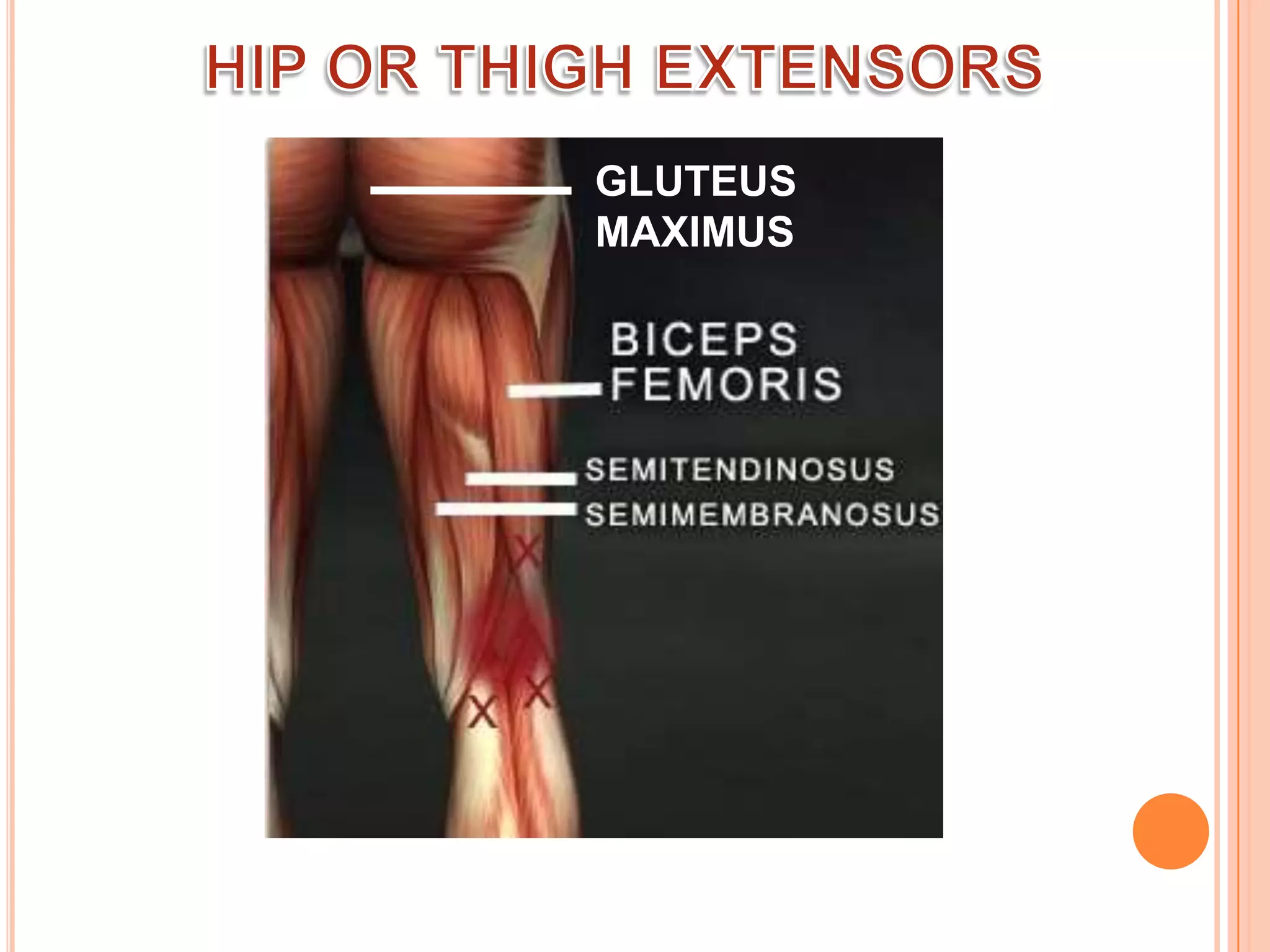 Muscles moving lower extremity.anat