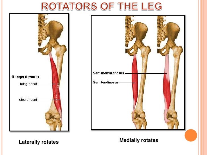 Muscles moving lower extremity.anat