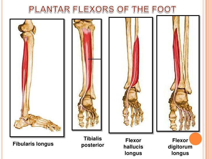 Muscles moving lower extremity.anat