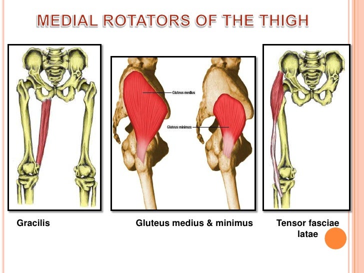 Muscles Moving Lower Extremity anat muscles-moving-lower-extremity-anat