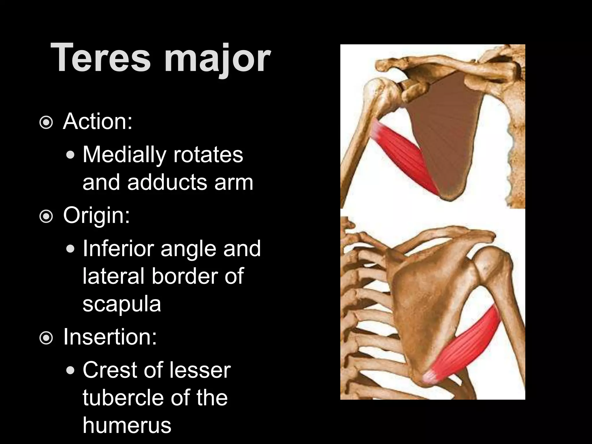 Muscles moving the upper extremities | PPT