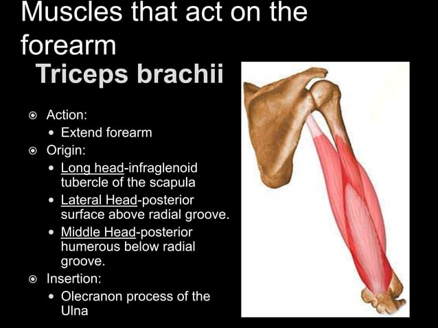 Muscles moving the upper extremities | PPT