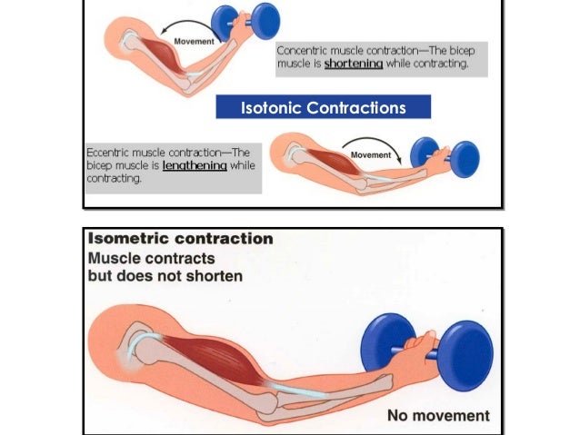 Anatomy & Physiology Lecture Notes - Muscles & muscle tissue