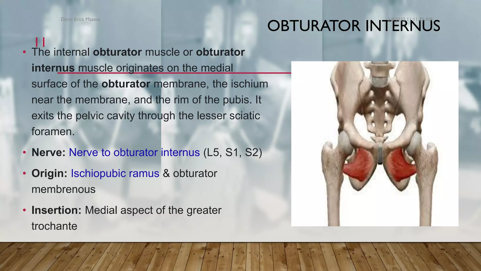 Muscles of abdomen, pelvis and lower limbs | PDF