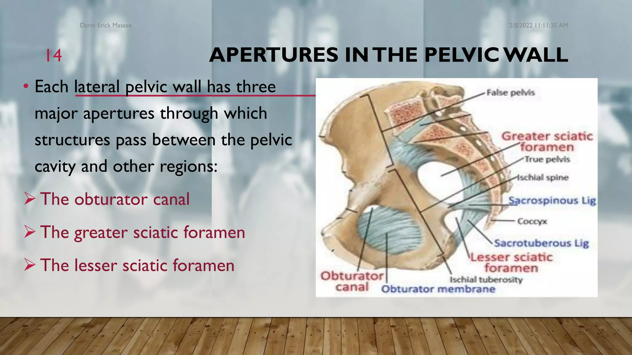 Muscles of abdomen, pelvis and lower limbs | PDF