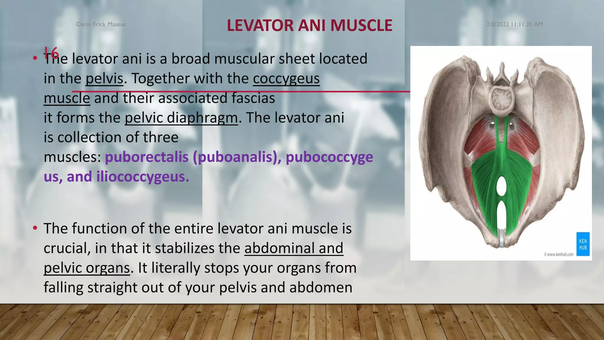 Muscles of abdomen, pelvis and lower limbs | PDF