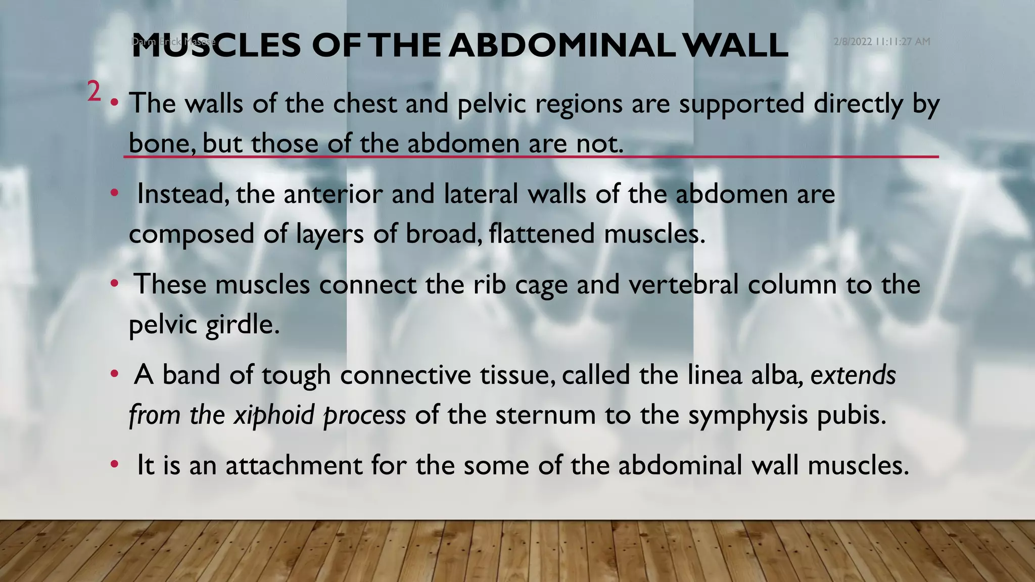 Muscles of abdomen, pelvis and lower limbs | PDF