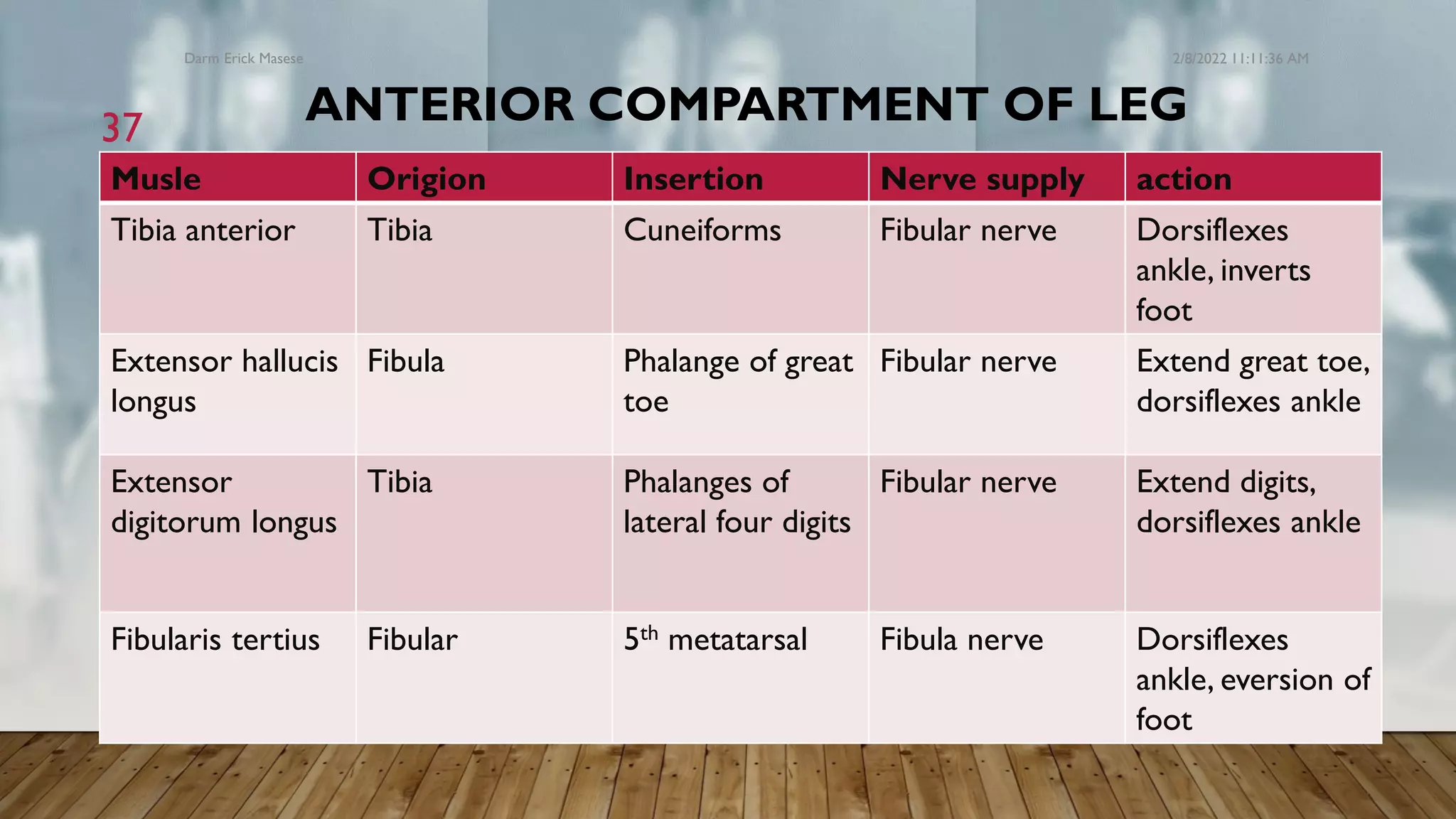 Muscles of abdomen, pelvis and lower limbs | PDF