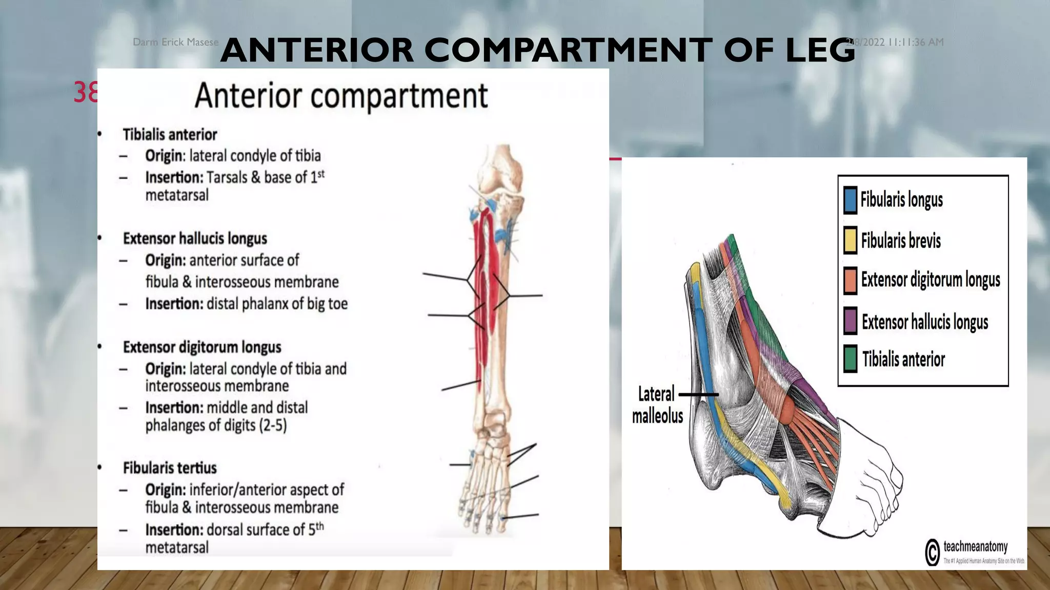 Muscles of abdomen, pelvis and lower limbs | PDF