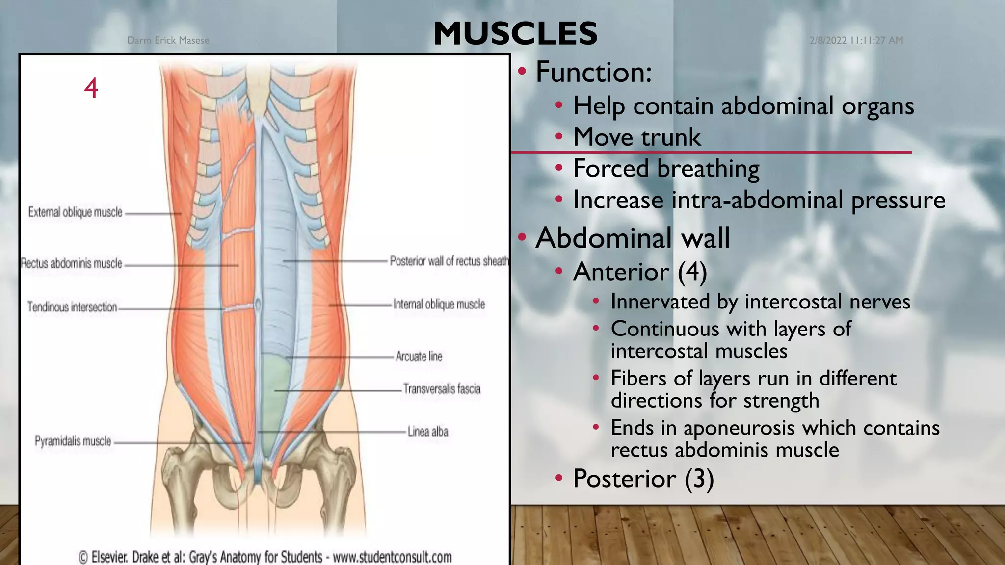Muscles of abdomen, pelvis and lower limbs | PDF