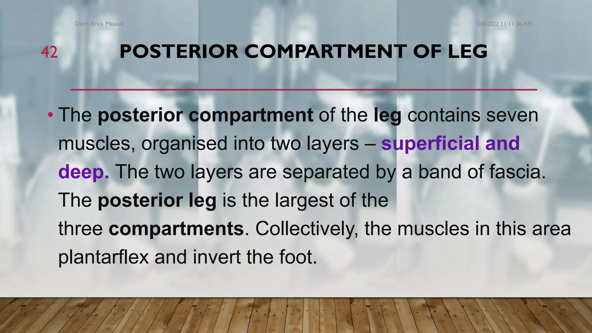 Muscles of abdomen, pelvis and lower limbs | PDF