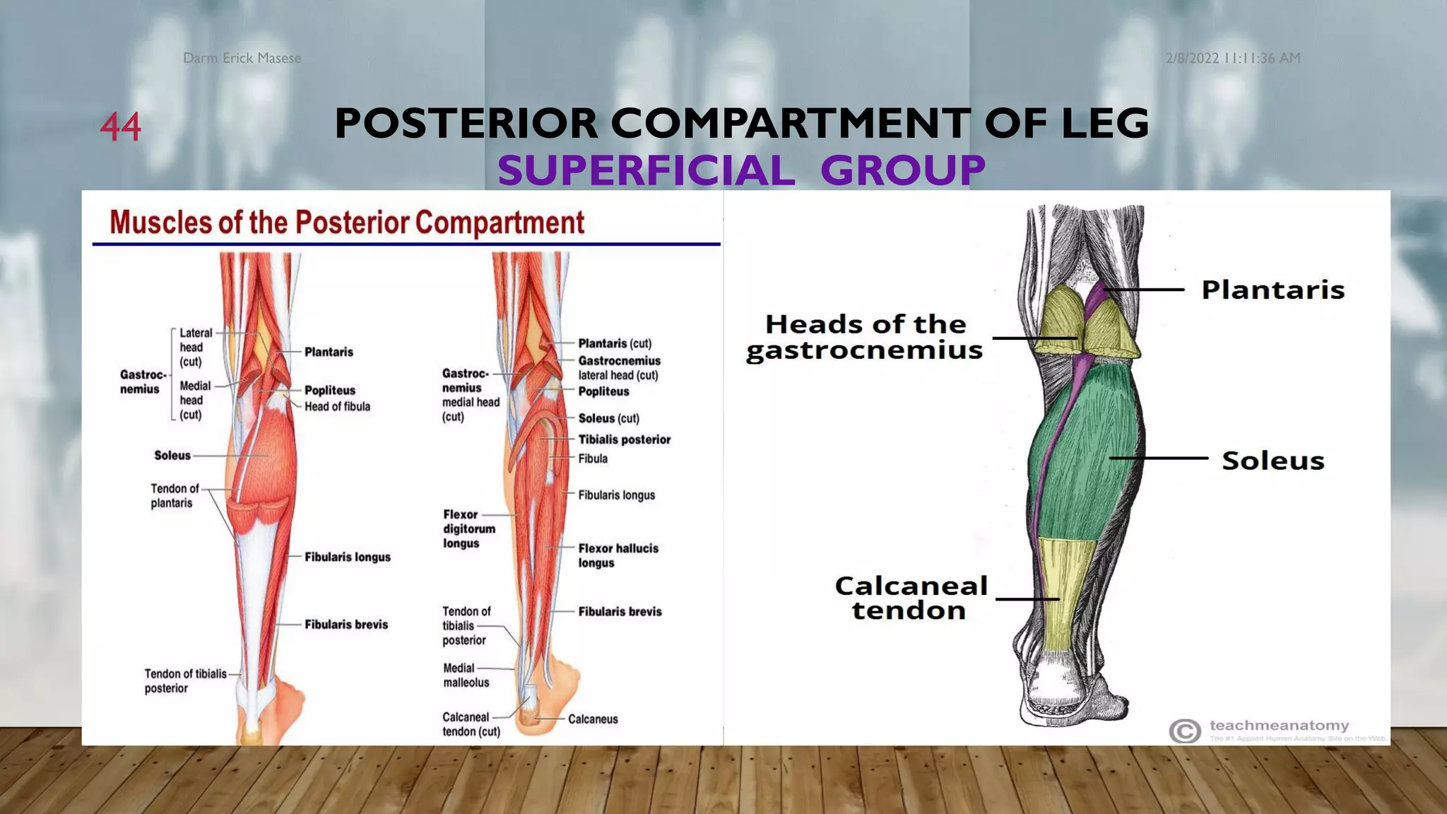 Muscles of abdomen, pelvis and lower limbs | PDF