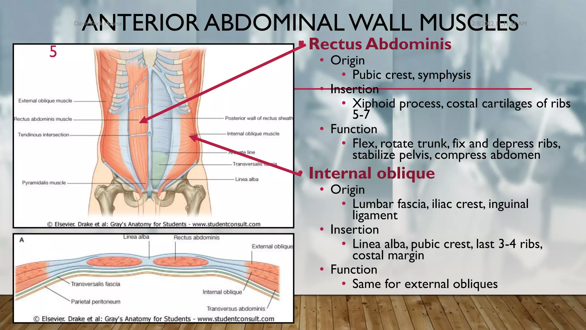 Muscles of abdomen, pelvis and lower limbs | PDF