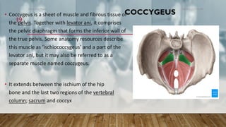 Muscles of abdomen, pelvis and lower limbs | PDF