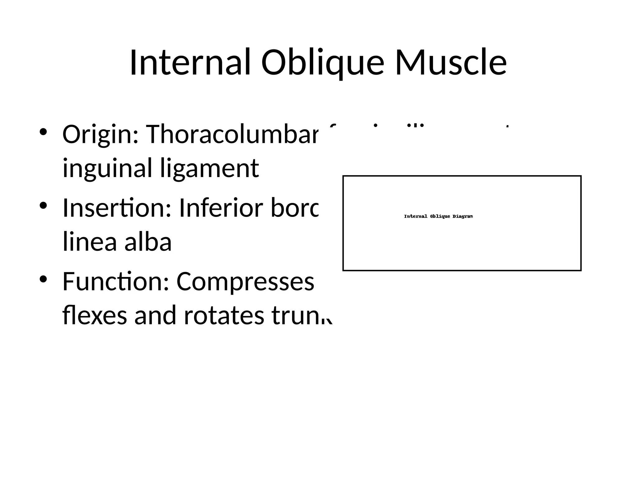 Muscles_of_Anterior_Abdomen_Presentation_with_Diagrams.pptx