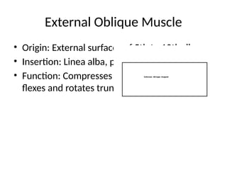 Muscles_of_Anterior_Abdomen_Presentation_with_Diagrams.pptx