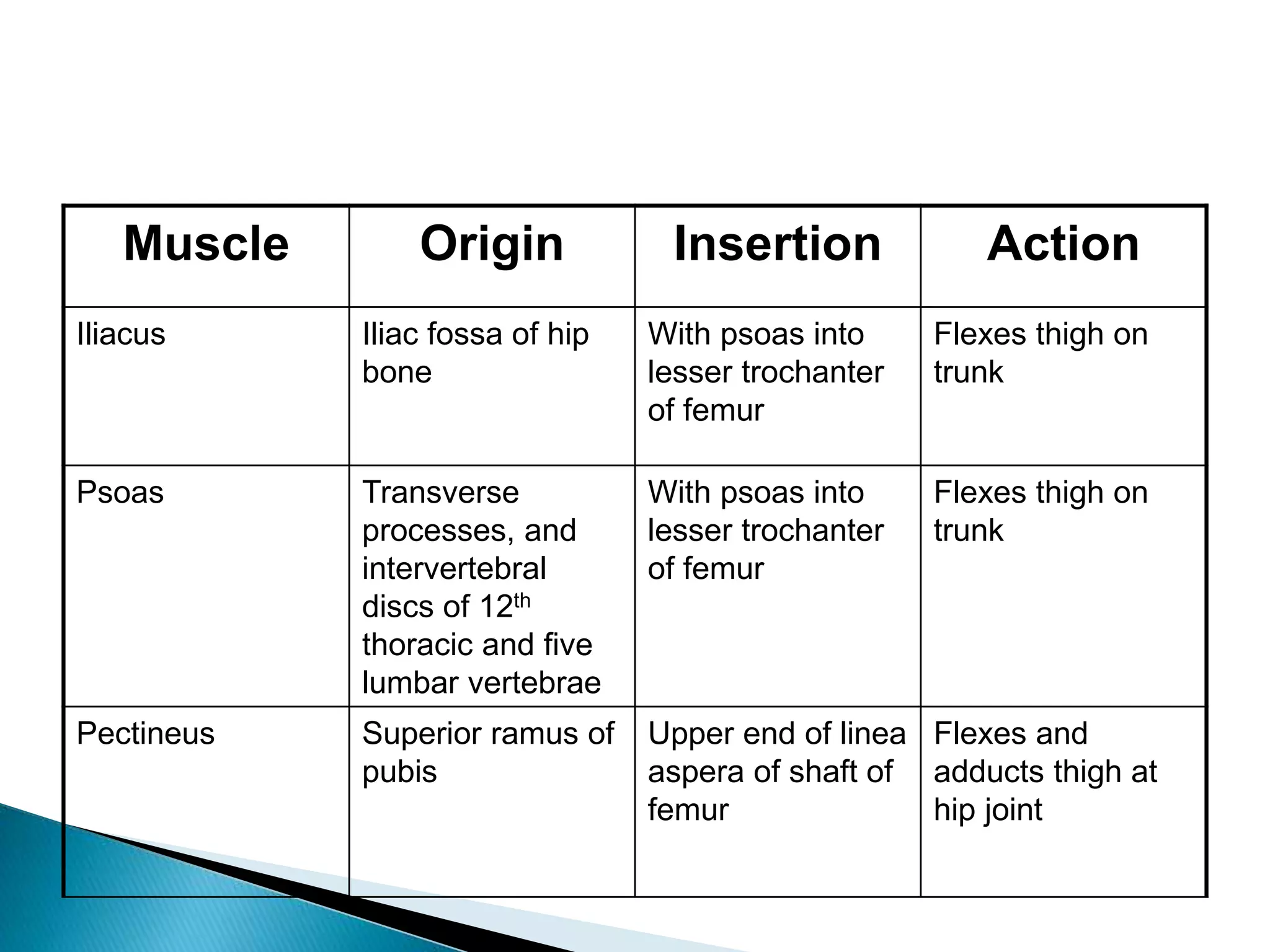 Muscles of anterior and medial compartment of thigh | PPTX