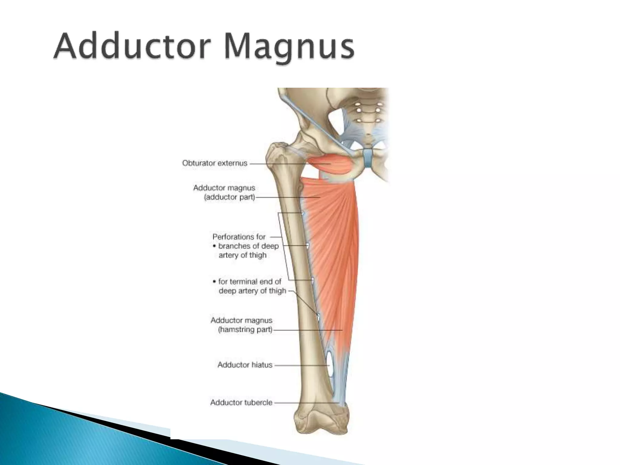 Muscles of anterior and medial compartment of thigh | PPTX