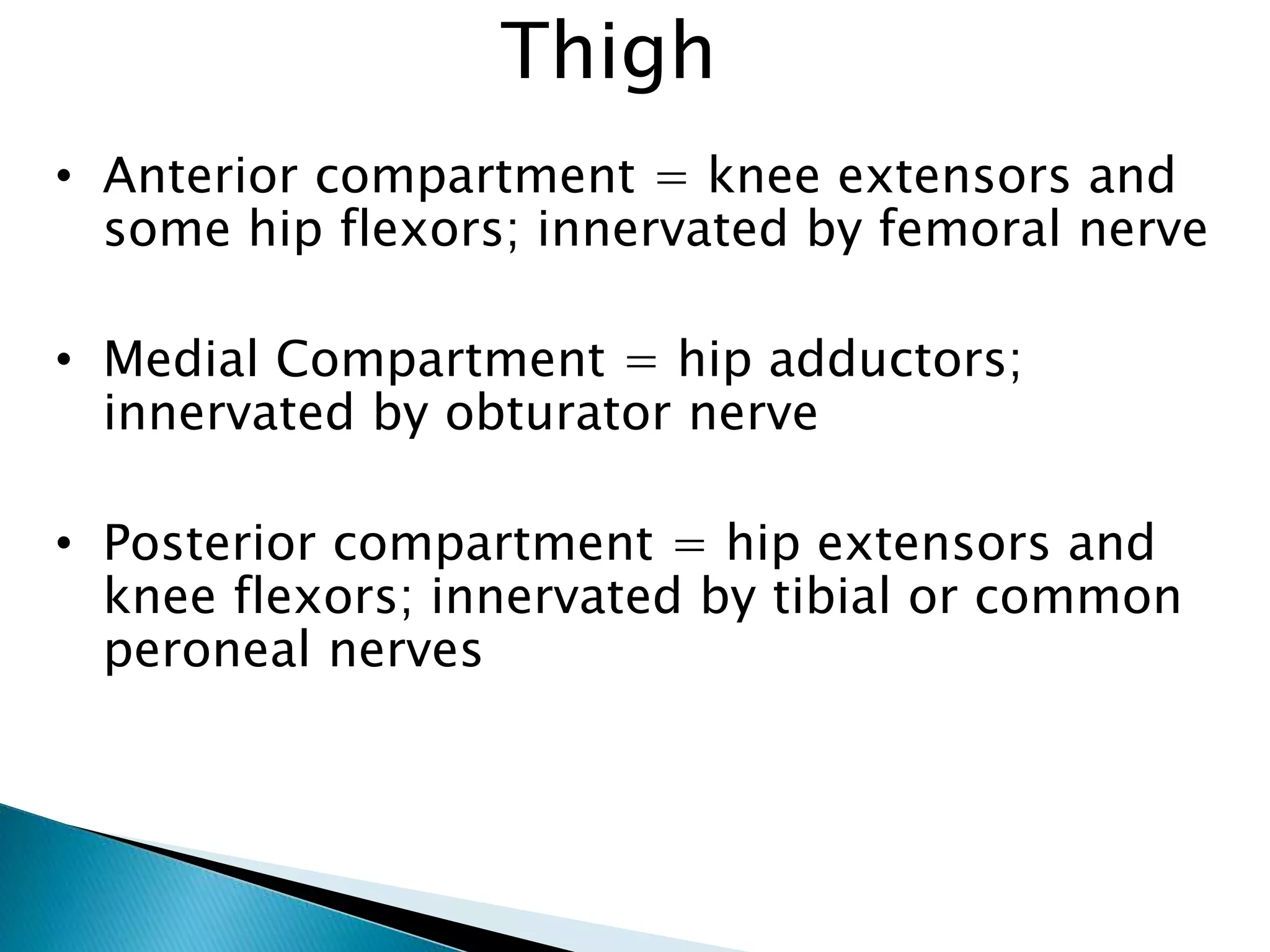 Muscles of anterior and medial compartment of thigh | PPTX