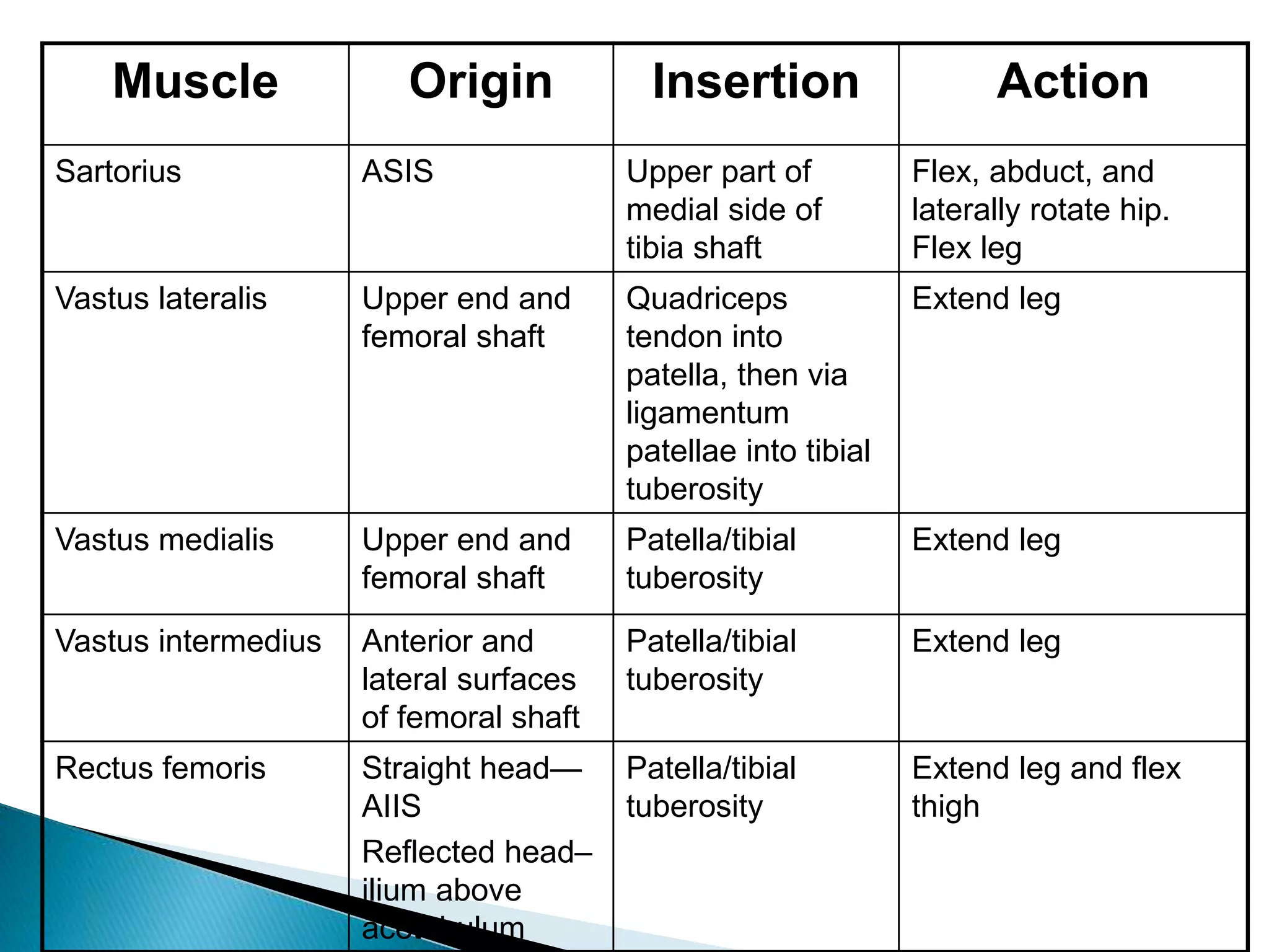 Medial Thigh Muscles Innervation