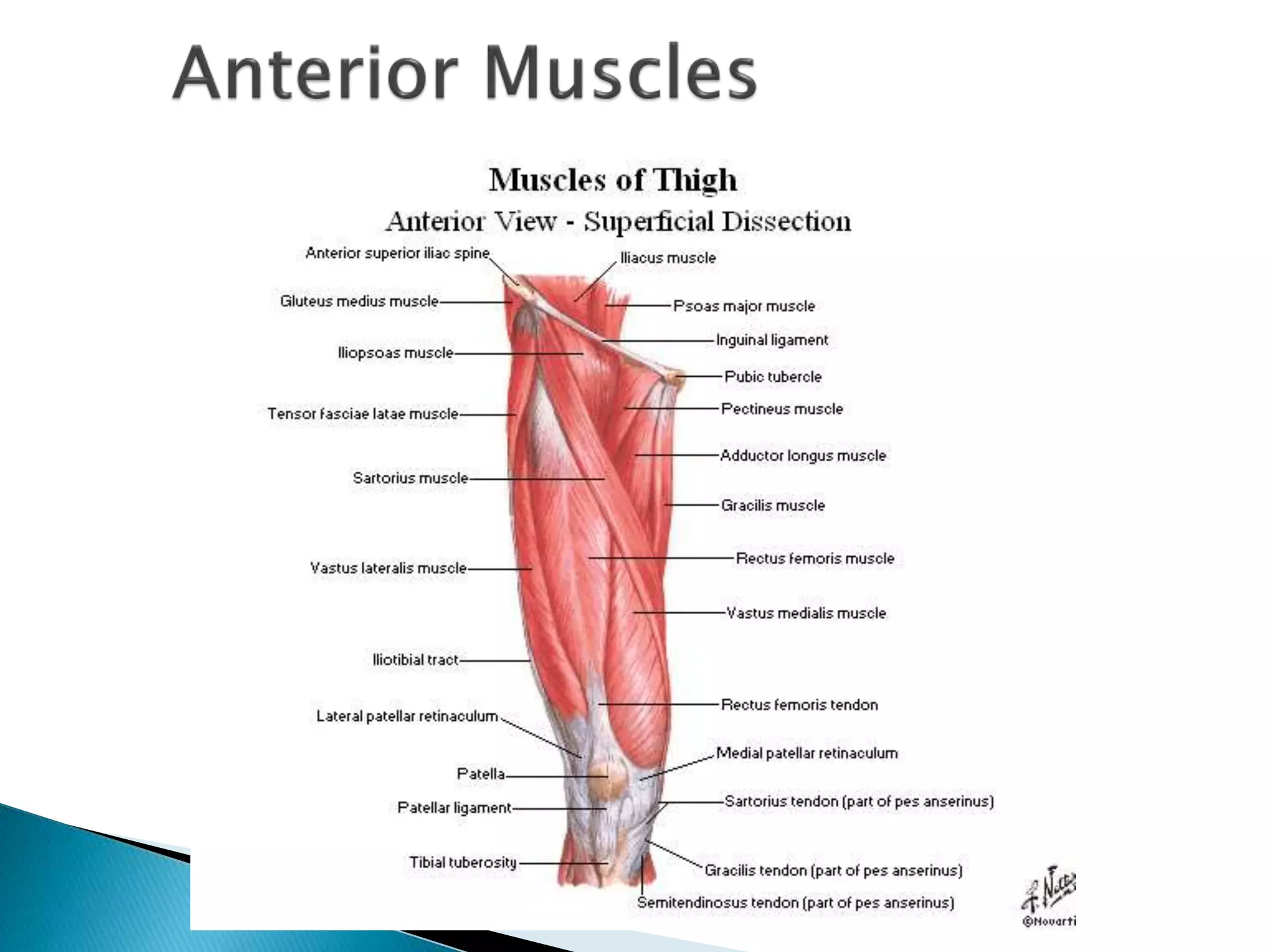 Muscles of anterior and medial compartment of thigh | PPTX