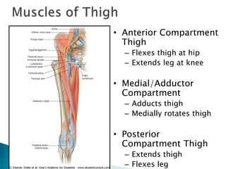 Muscles of anterior and medial compartment of thigh | PPTX