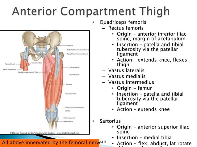 Muscles of anterior and medial compartment of thigh