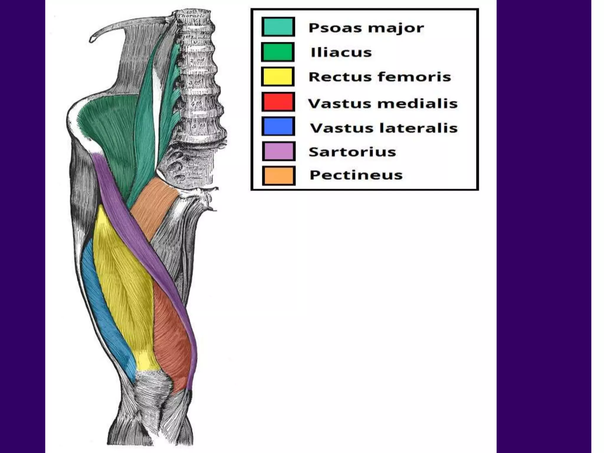 Muscles of Anterior compartment of thigh.pptx