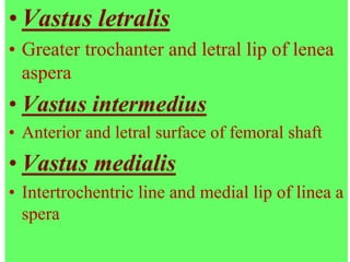 Muscles of Anterior compartment of thigh.pptx