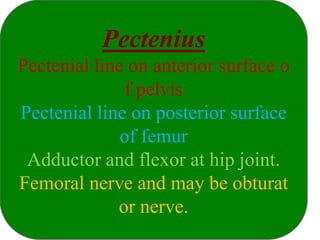 Muscles of Anterior compartment of thigh.pptx