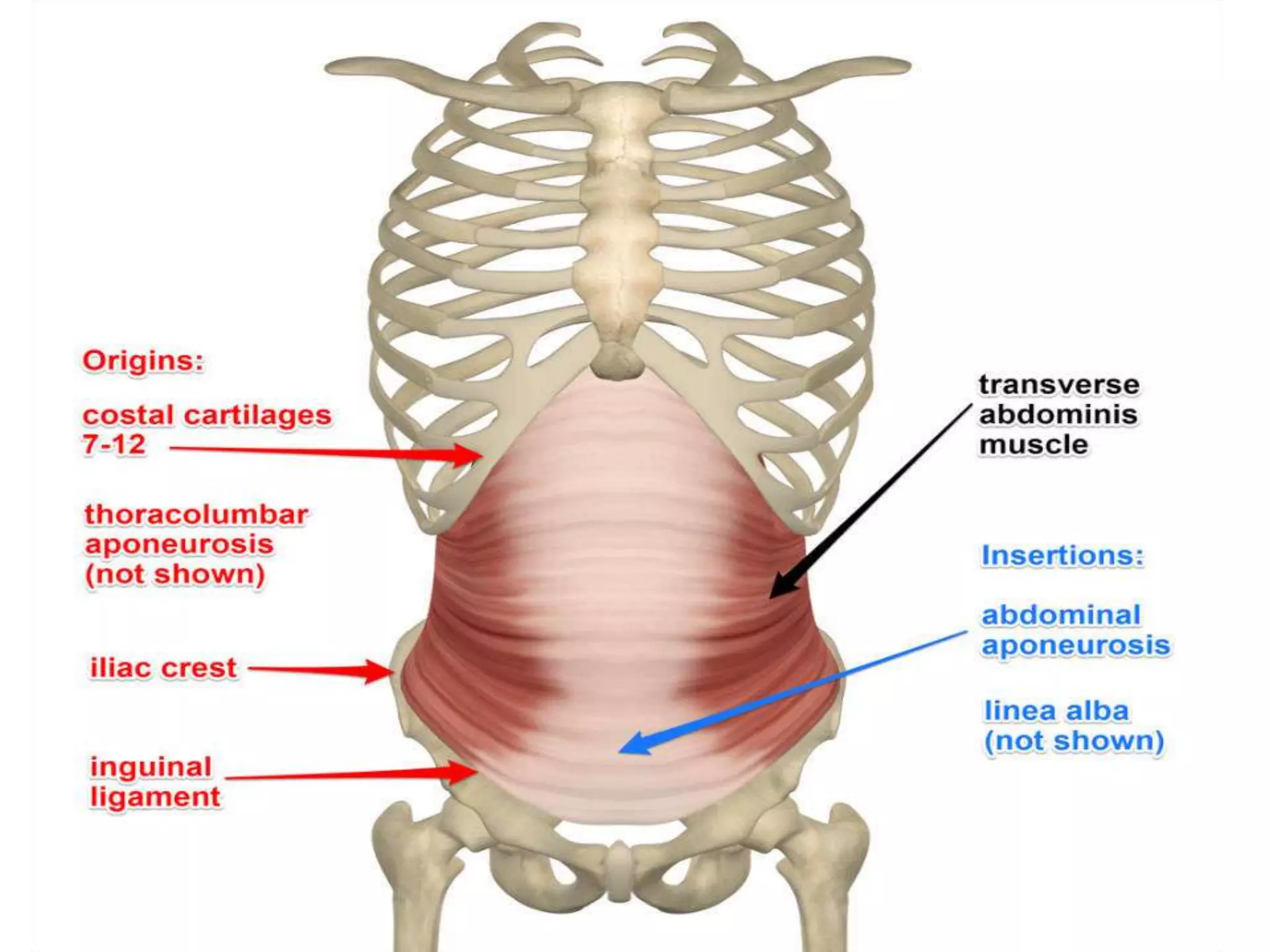 Muscles Of Anterolateral Abdominal Wall.pptx