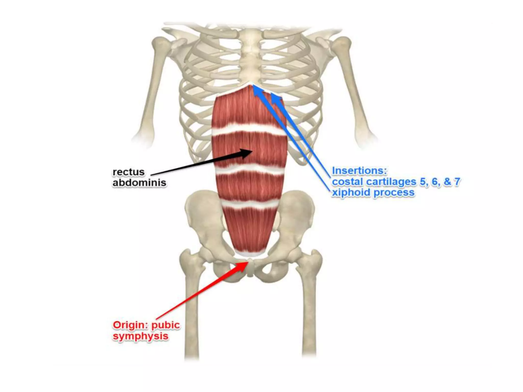 Muscles Of Anterolateral Abdominal Wall.pptx