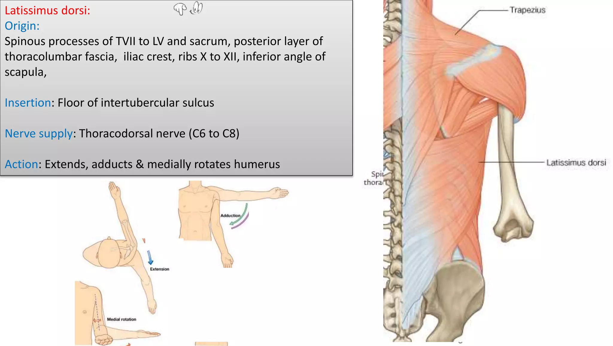 Muscles of back, Suboccipital triangle | PPT