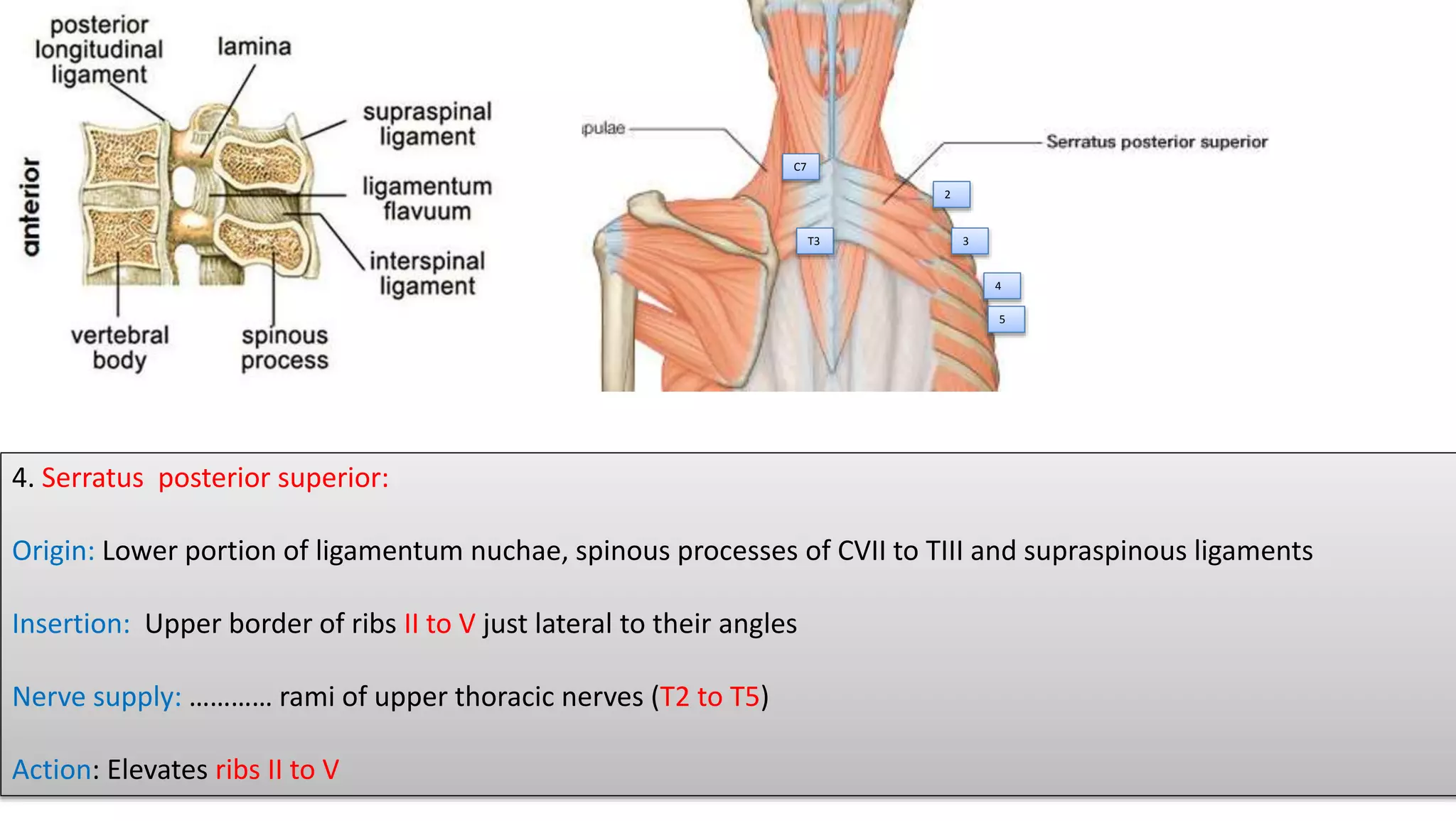 Muscles of back, Suboccipital triangle | PPT
