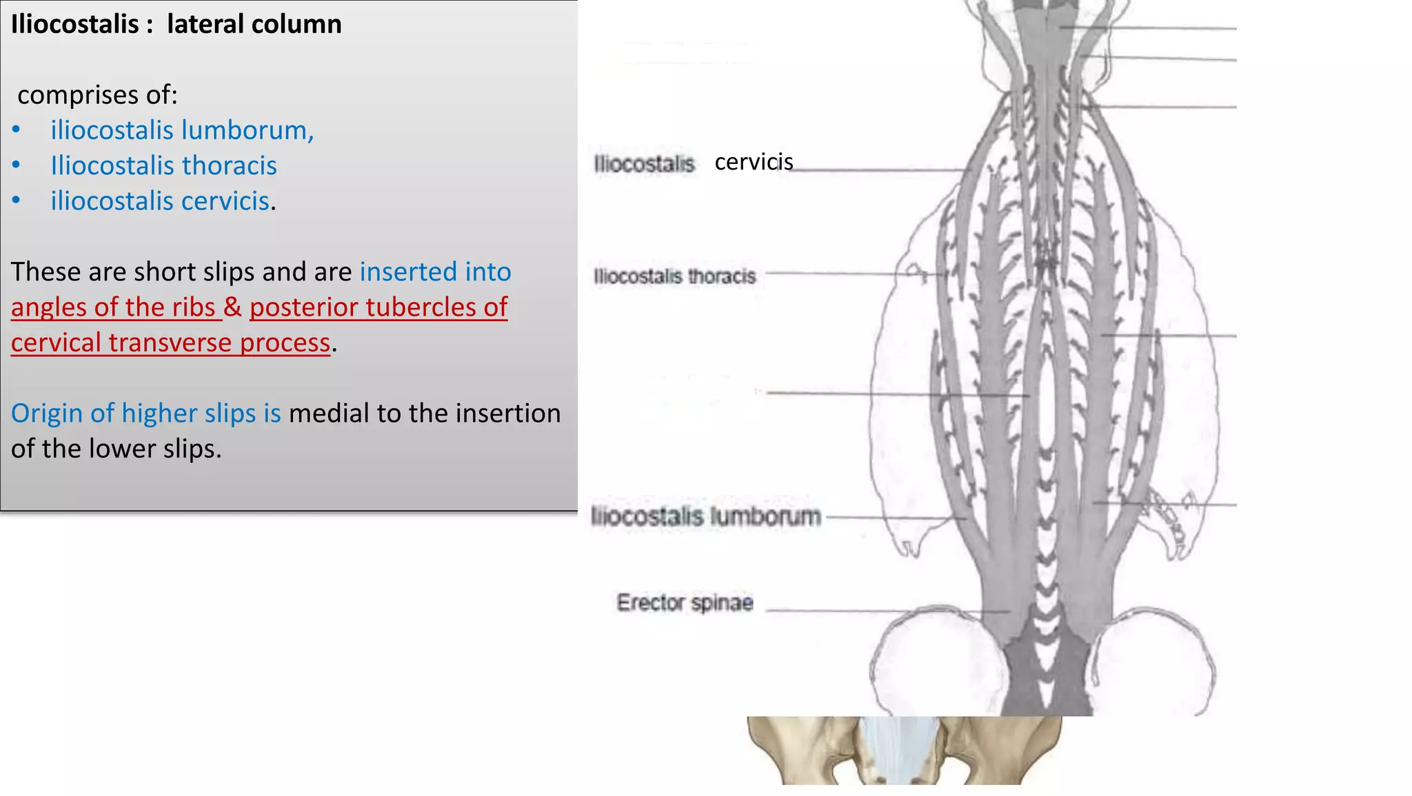 Muscles of back, Suboccipital triangle | PPT